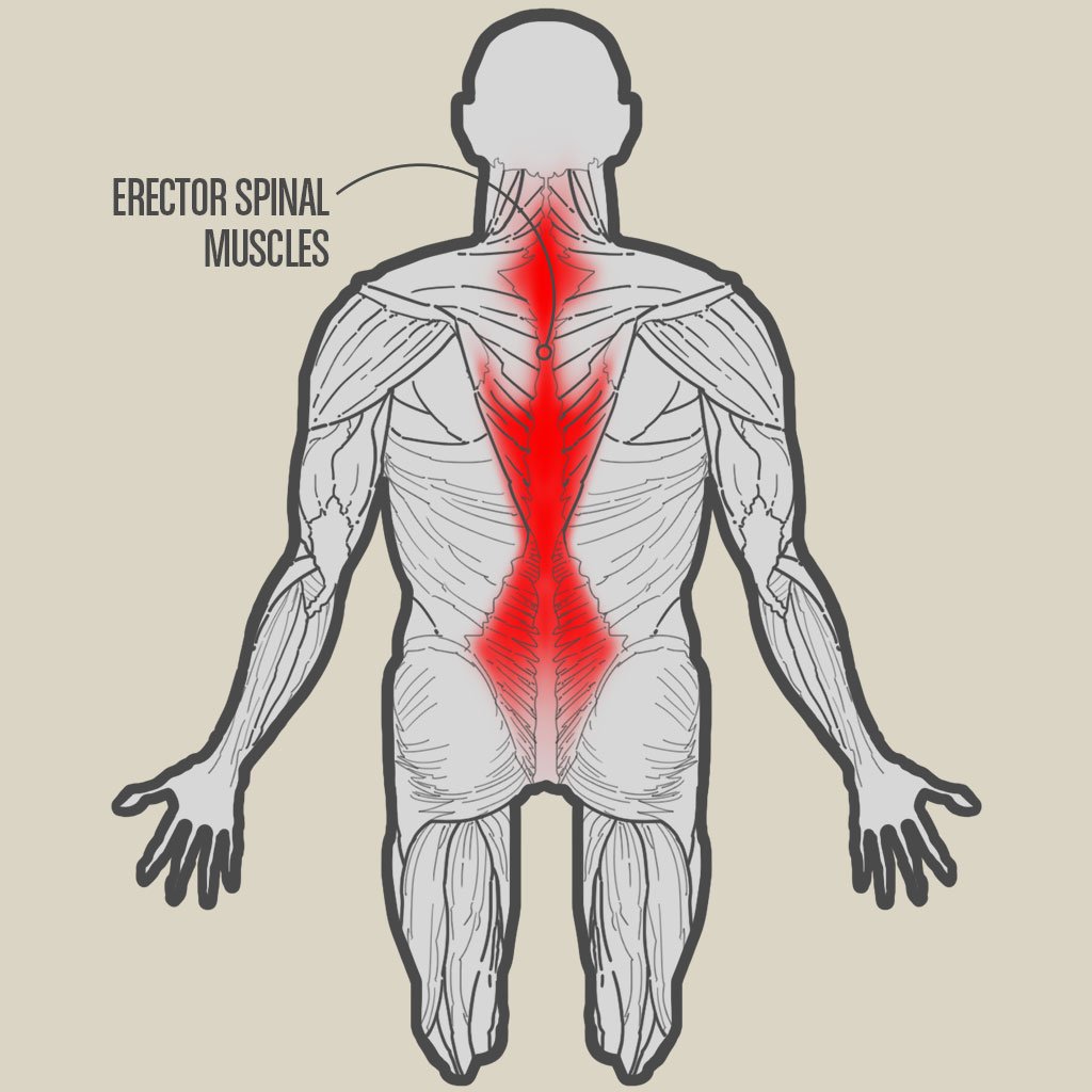 Muscles and Poor Posture - Your Body Posture
