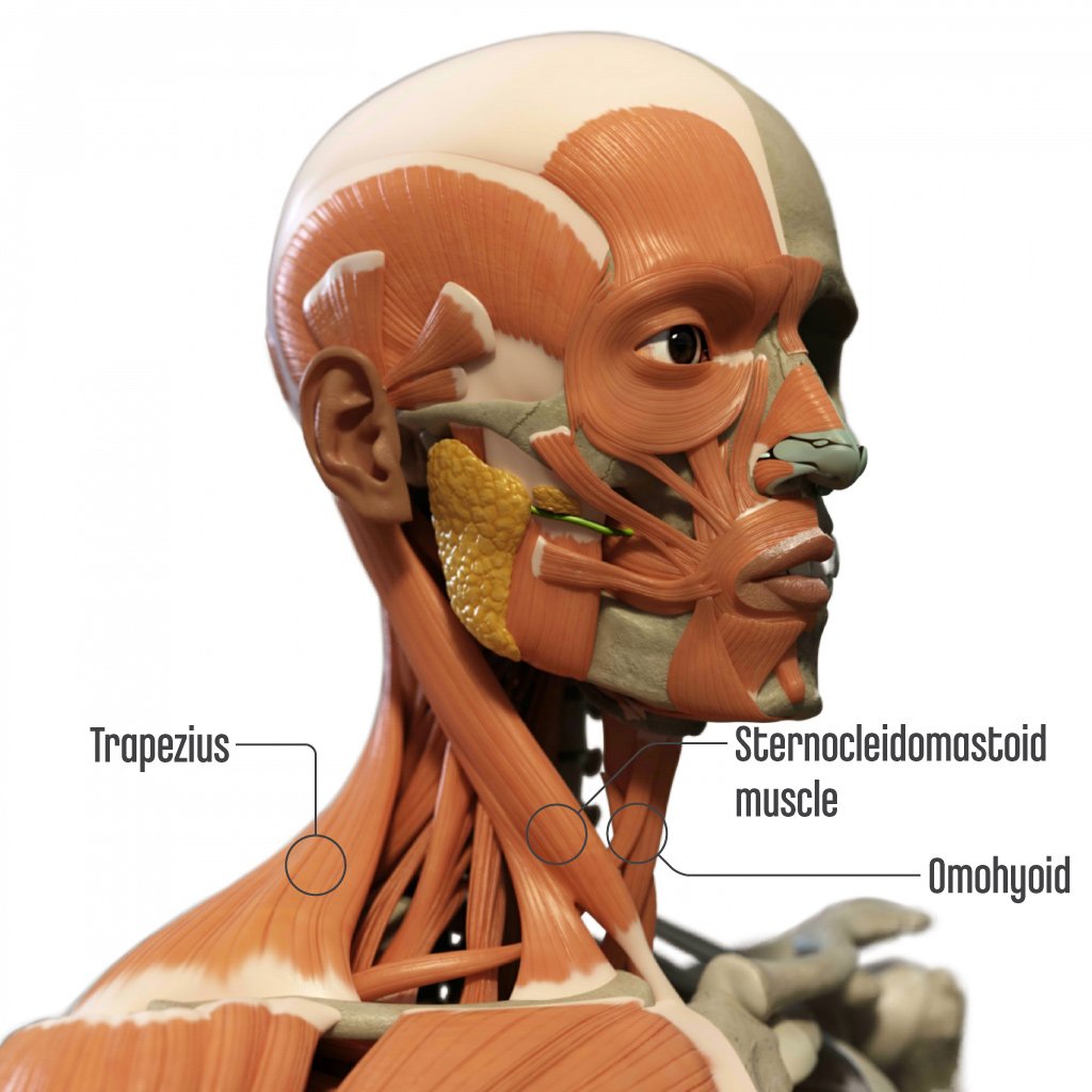What is the Sternocleidomastoid Muscle, and how does it link to Bad ...